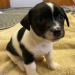 Happy Tails Dogs – It Takes A Village Rescue