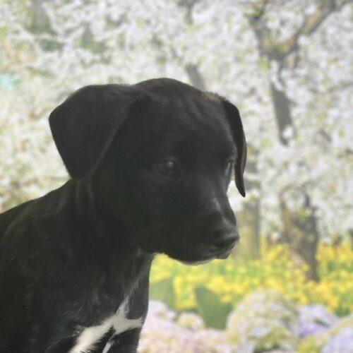 Spot – It Takes A Village Rescue, NC