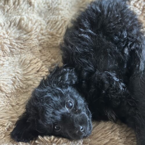 Goosey – It Takes A Village Rescue, NC
